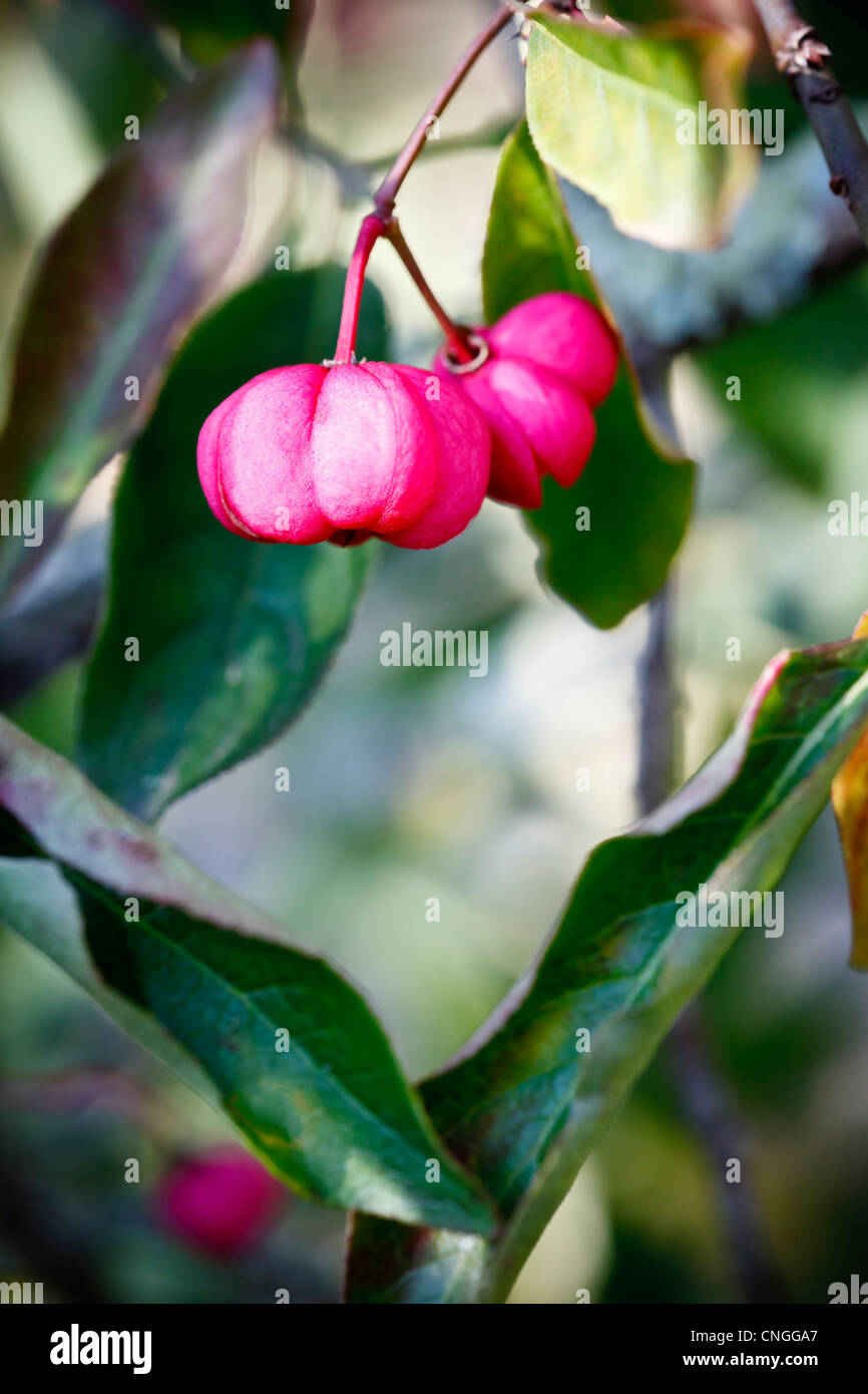 Close-up image of euonymus europaeus Stock Photo - Alamy