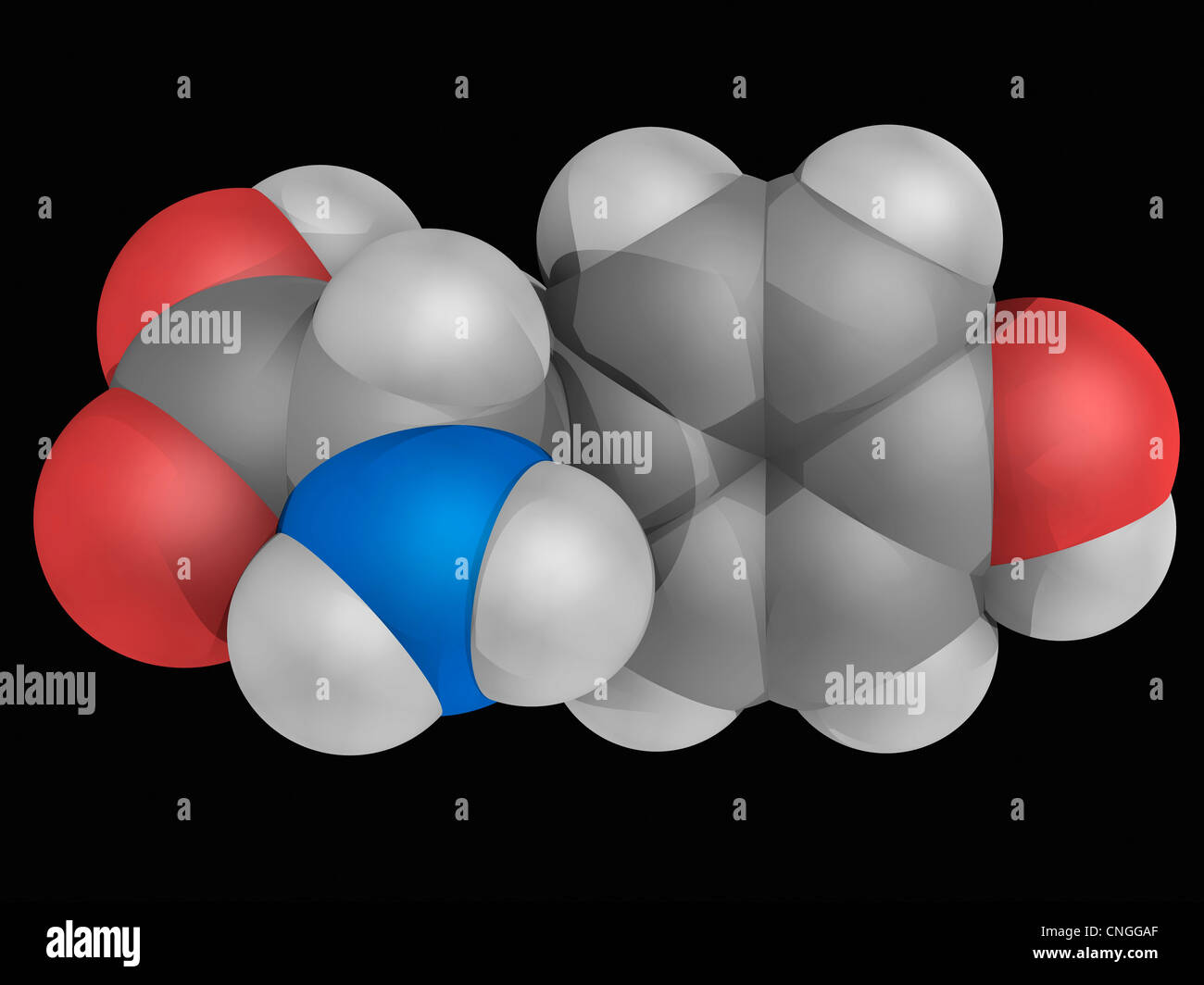 Tyrosine Amino Acid Molecule High Resolution Stock Photography and ...