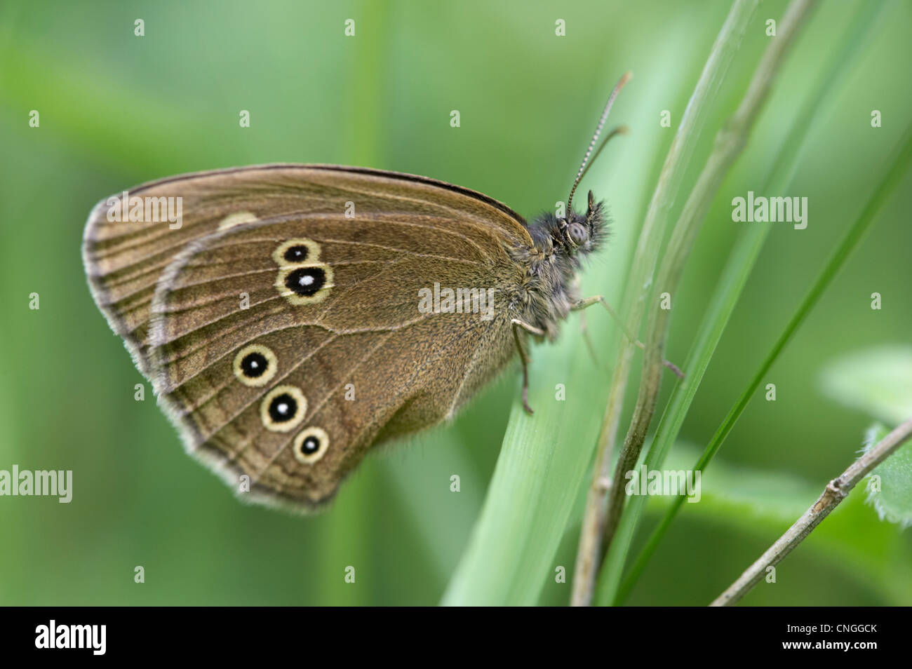 Ringlet butterfly, Aphantopus hyperantus. Oxfordshire, UK Stock Photo ...