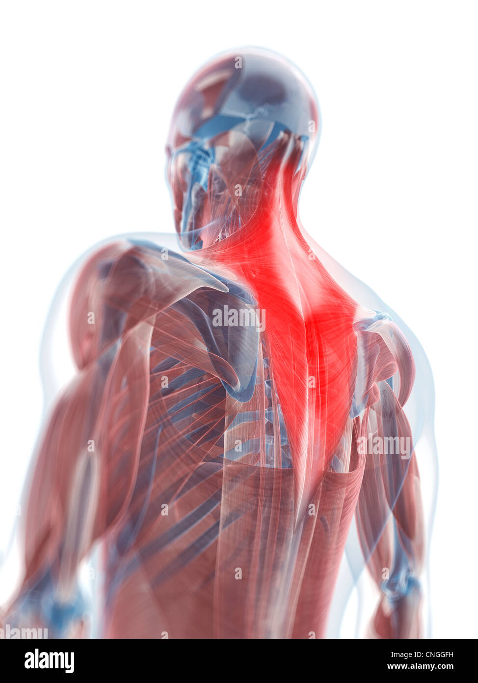 Trapezius muscle artwork Stock Photo - Alamy