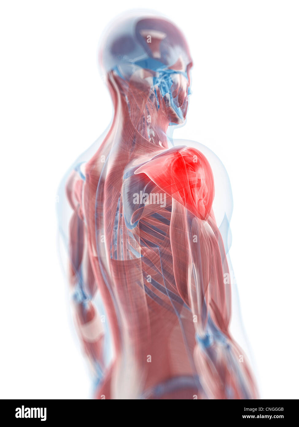 Deltoid muscle artwork Stock Photo - Alamy