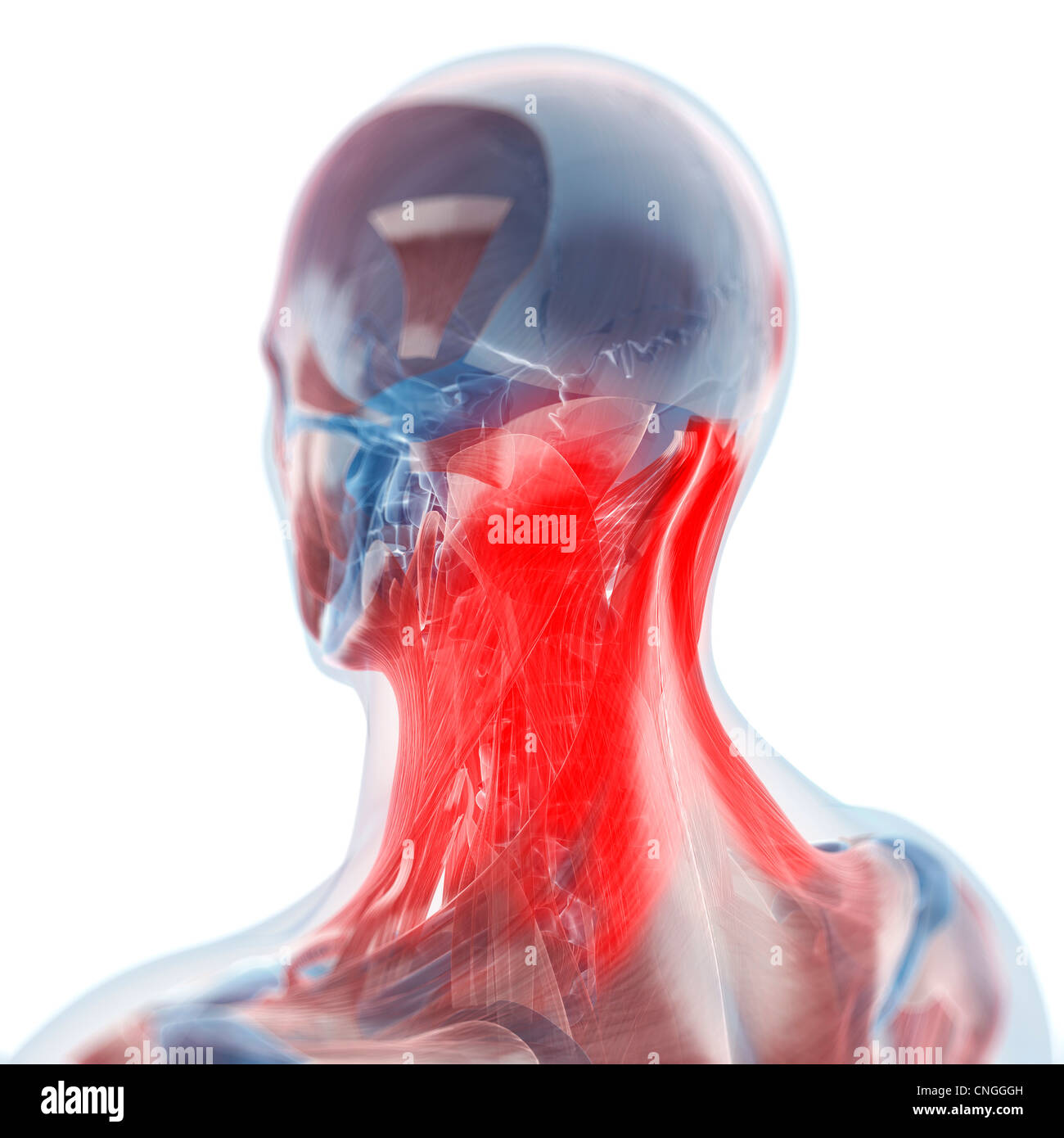 Neck vertebrae drawing hi-res stock photography and images - Alamy