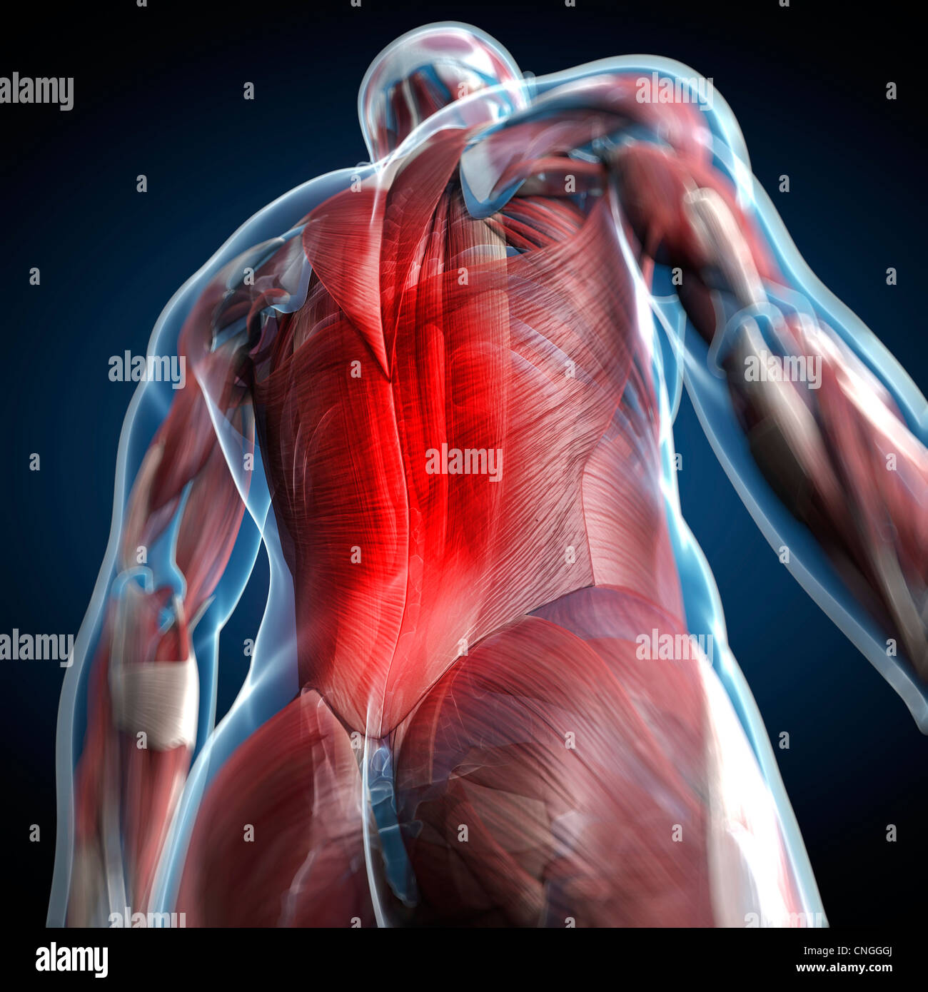 Back pain conceptual artwork Stock Photo - Alamy