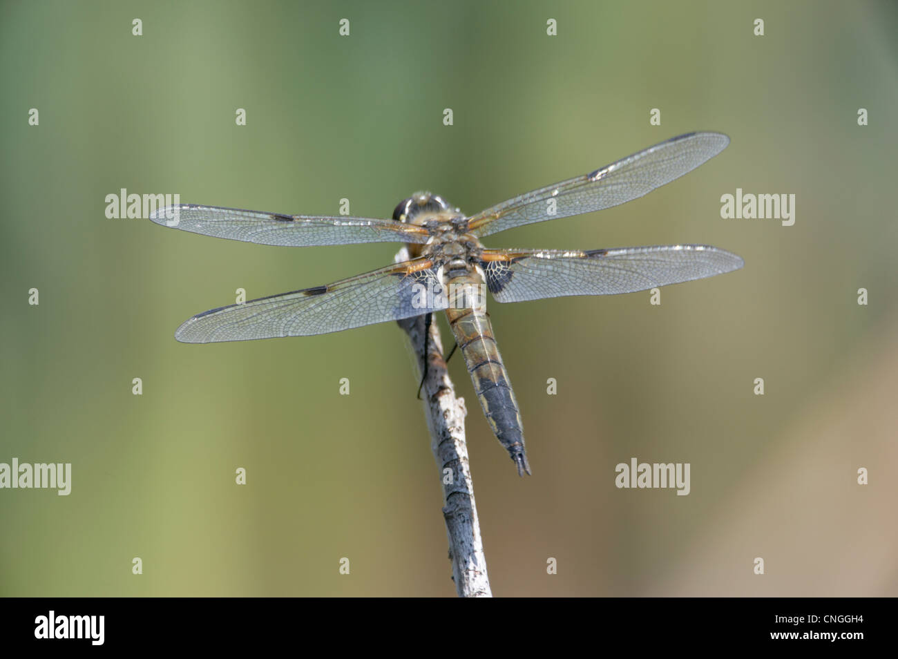 Four-spotted chaser dragonfly, Libellula quadrimaculata, resting on ...