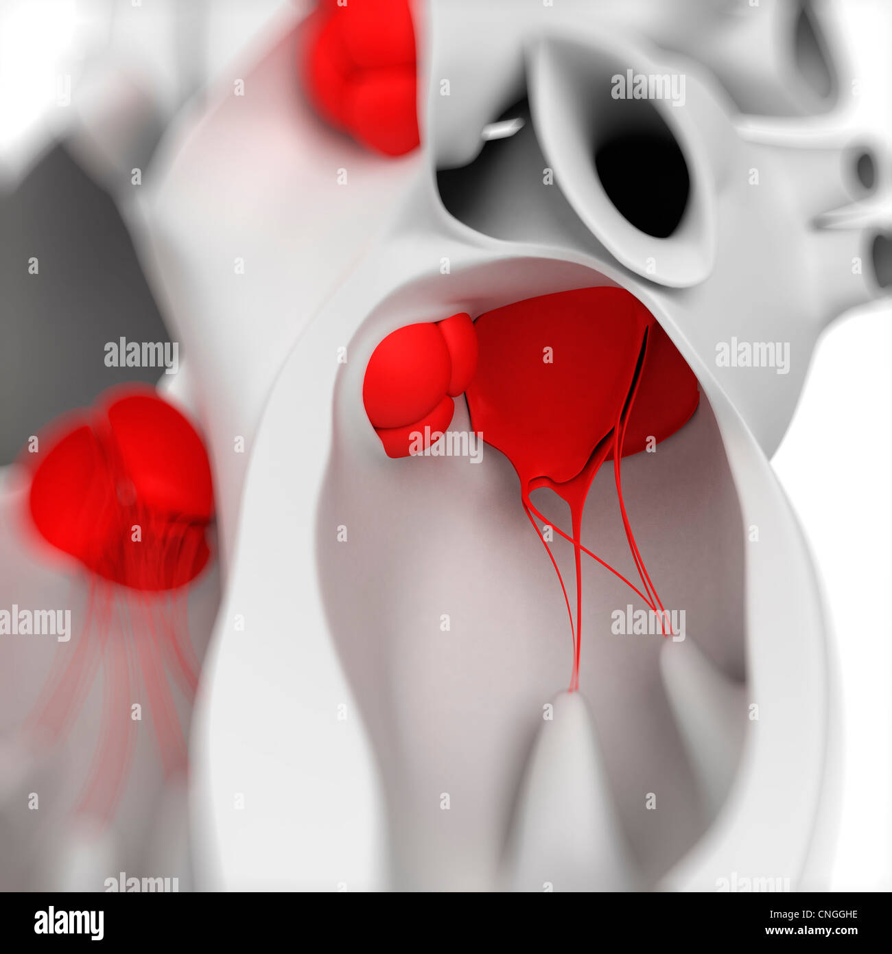 Mitral valve artwork Stock Photo - Alamy