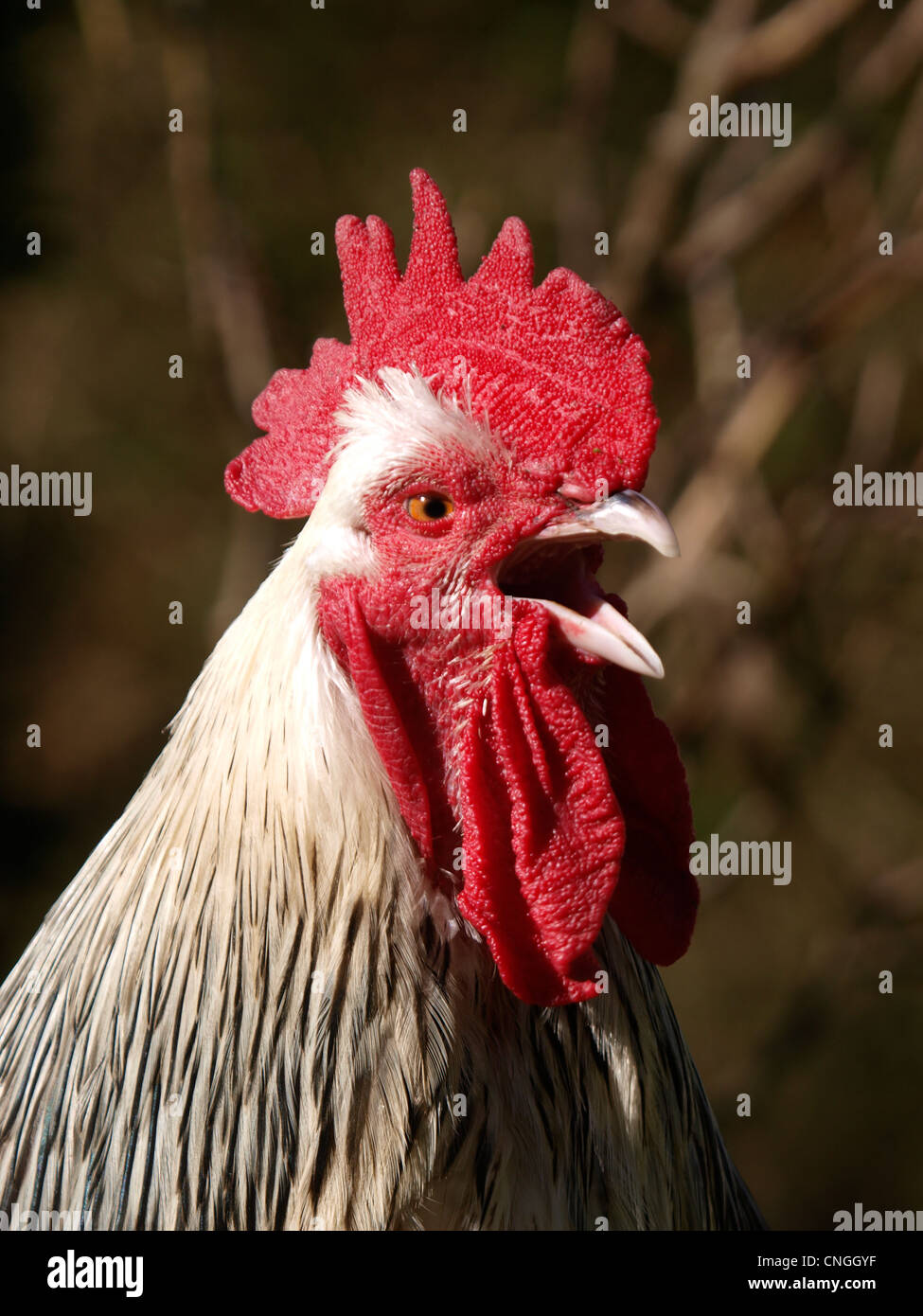 Cockerel crow hi-res stock photography and images - Alamy
