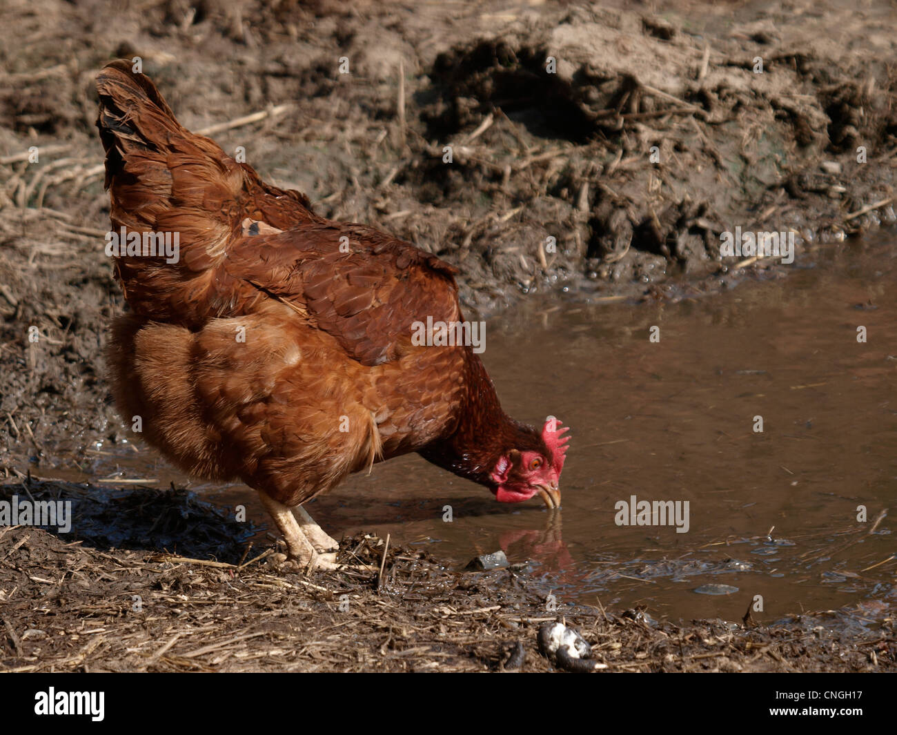 Hen drinking from a puddle Stock Photo - Alamy