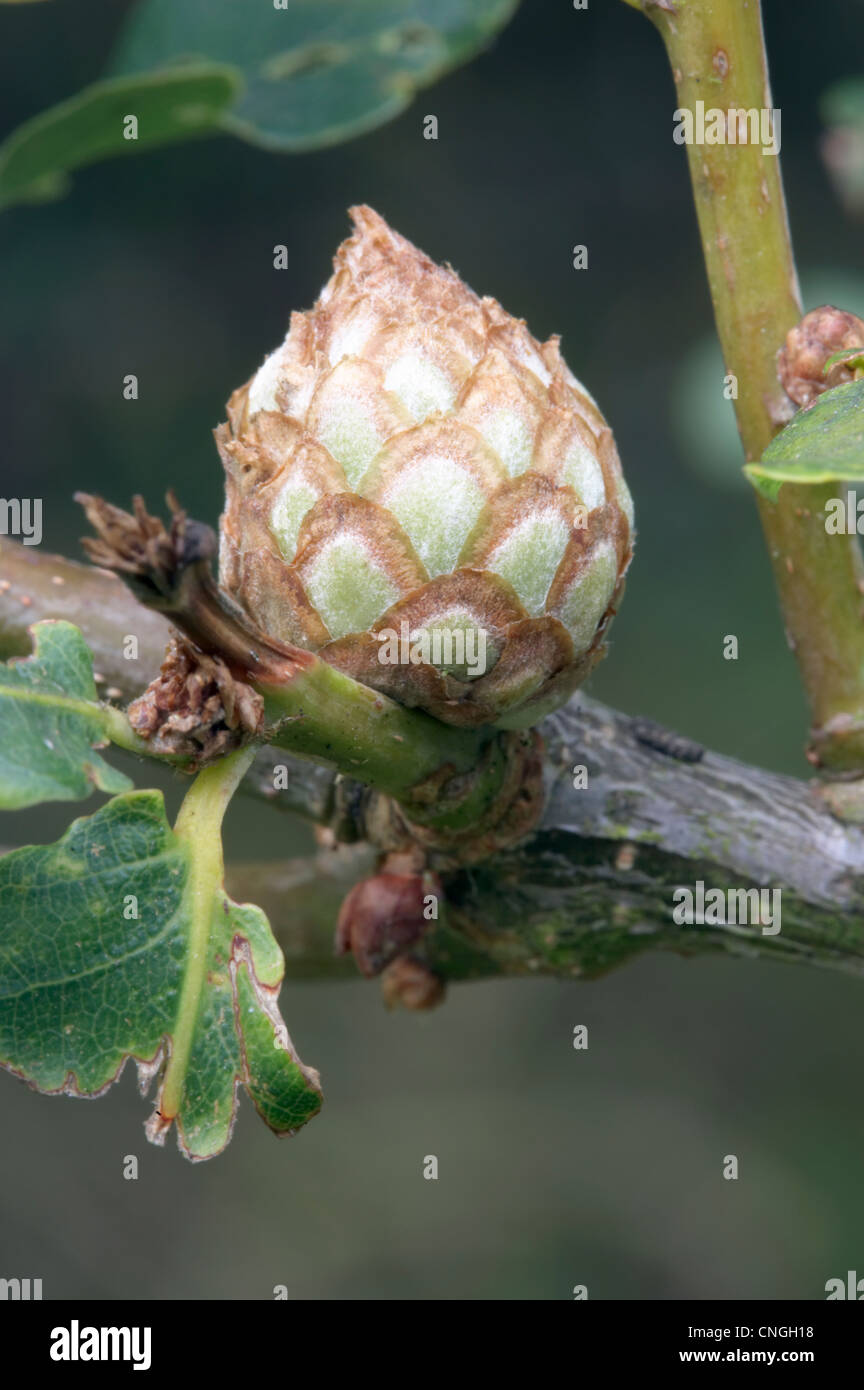 Artichoke Gall on a tree branch of English or Pedunculate Oak, Quercus ...