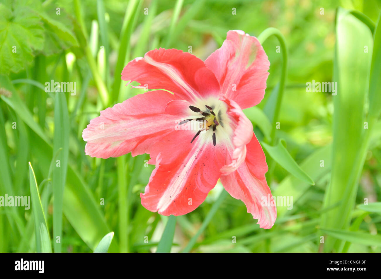 Flower of tulip at the end of maturity Stock Photo - Alamy