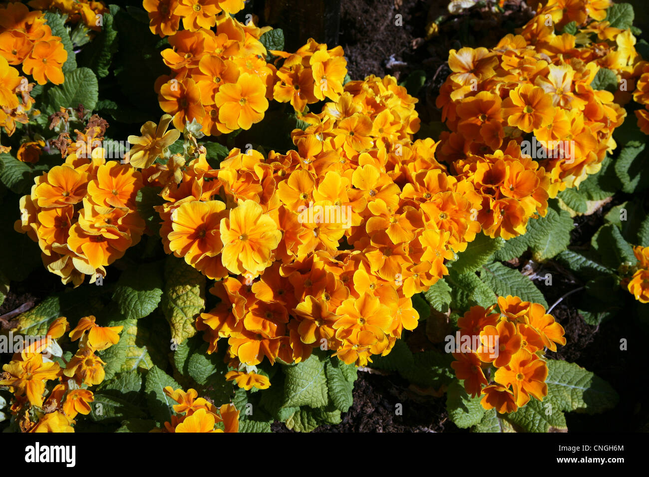 Spring floral display close to ancient Chepstow Castle Stock Photo - Alamy