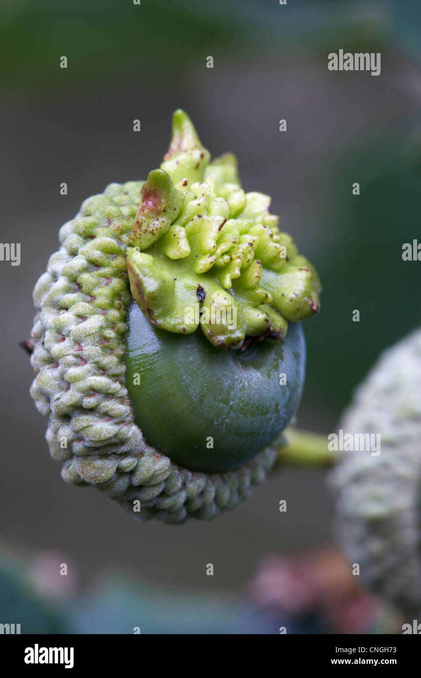 Knopper Gall Causer, Andricus quercuscalicis agamic, gall on immature ...