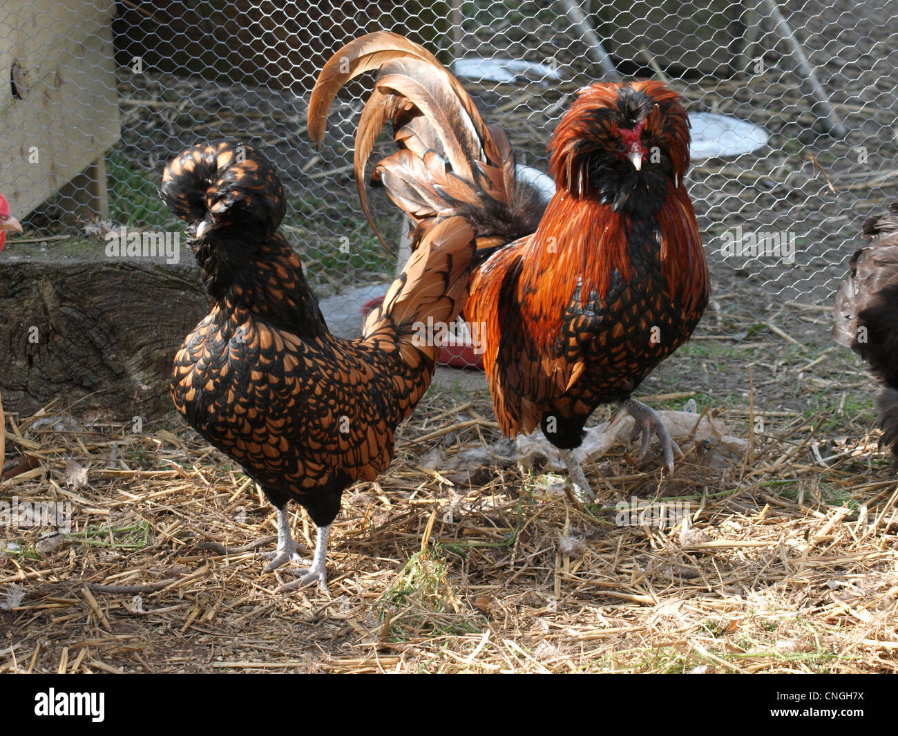 Polish chicken hi-res stock photography and images - Alamy