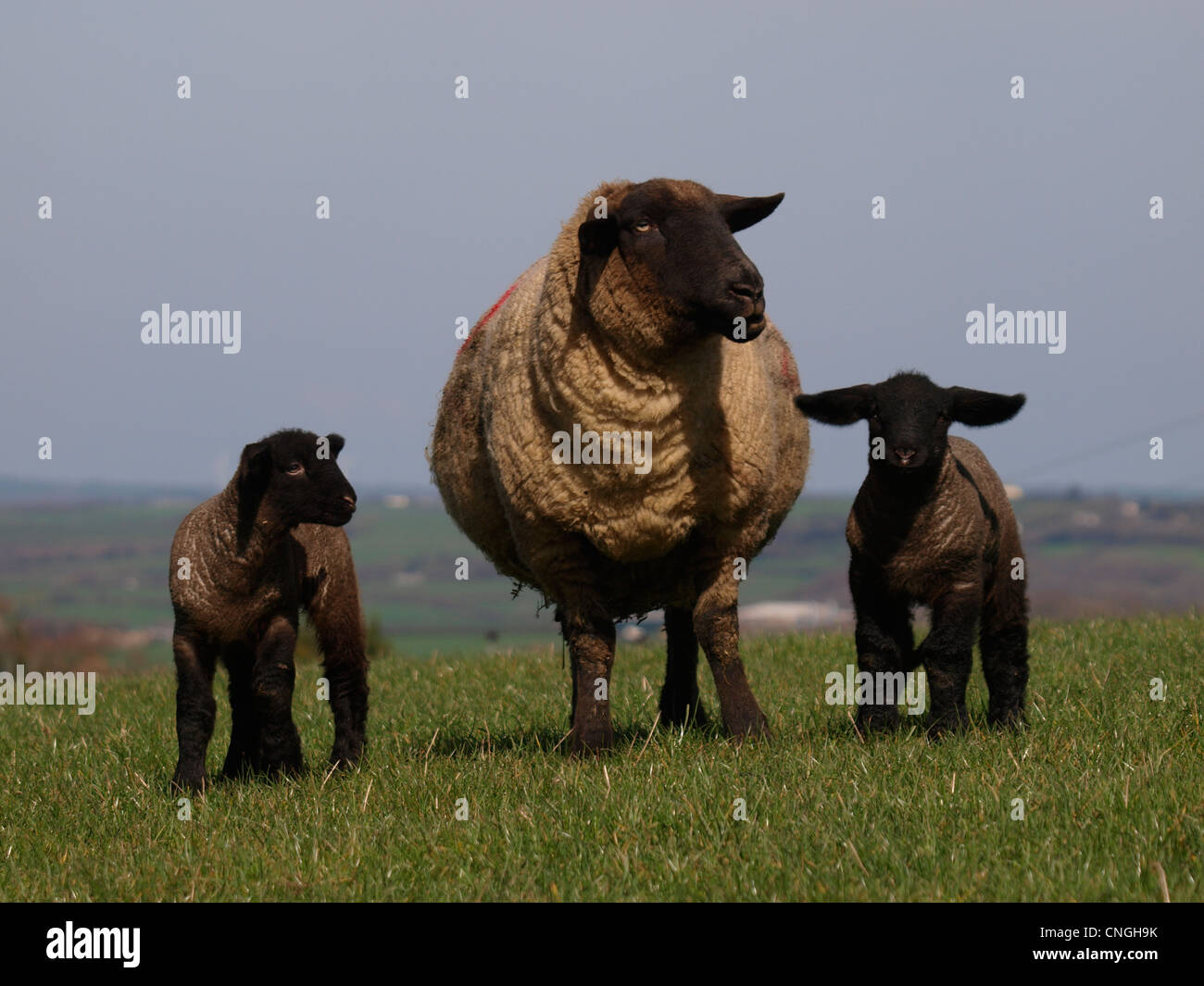 Two suffolk sheep hi-res stock photography and images - Alamy