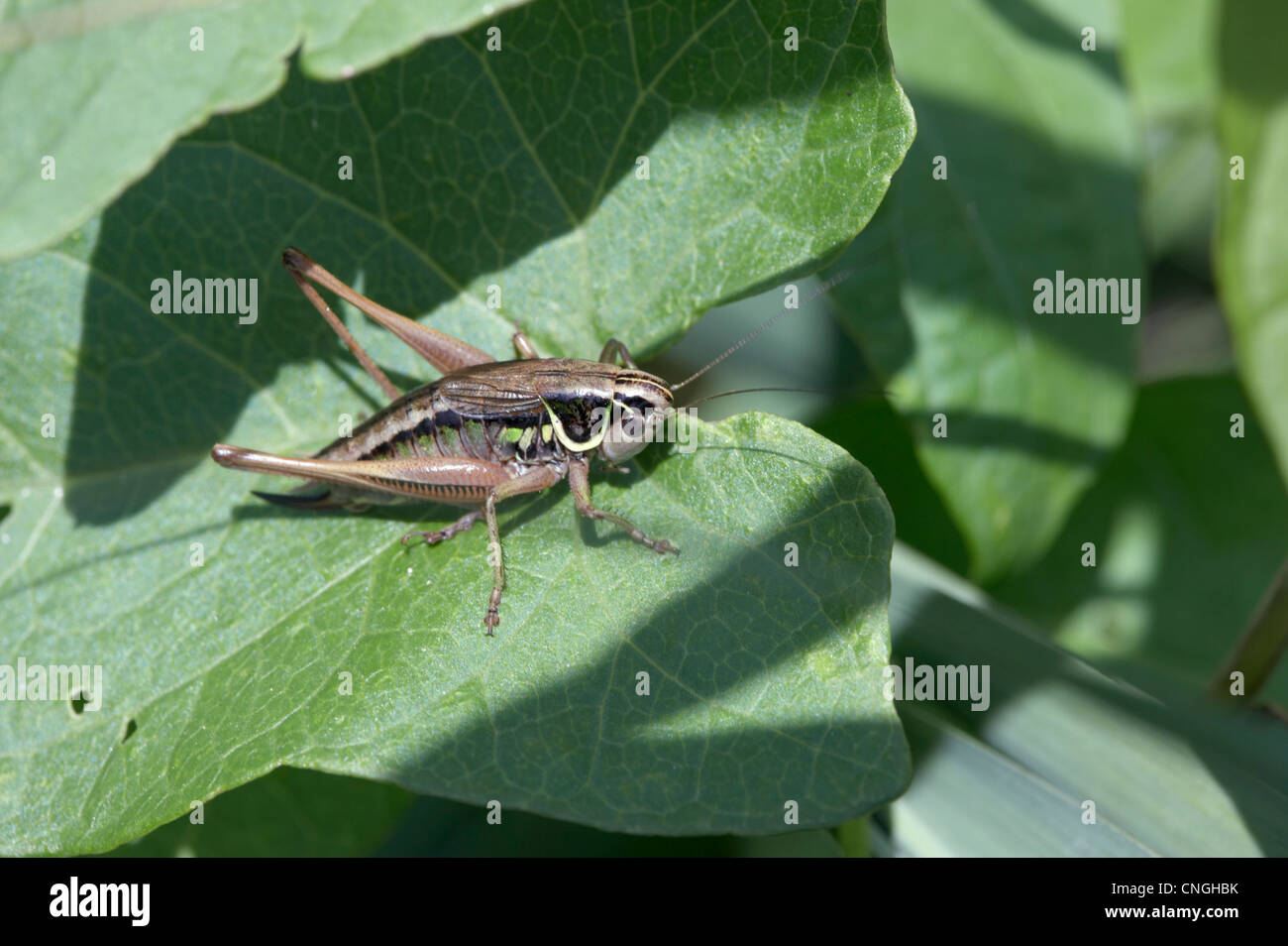 Roesel’s Bush Cricket, Metrioptera roeselii. Cambridgeshire, UK Stock ...