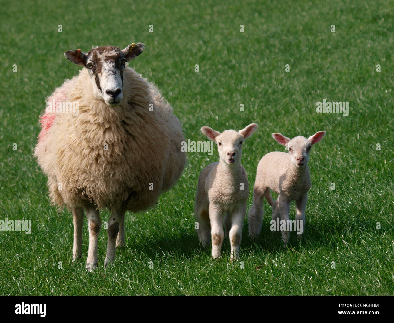 Two sheep lamb standing hi-res stock photography and images - Alamy