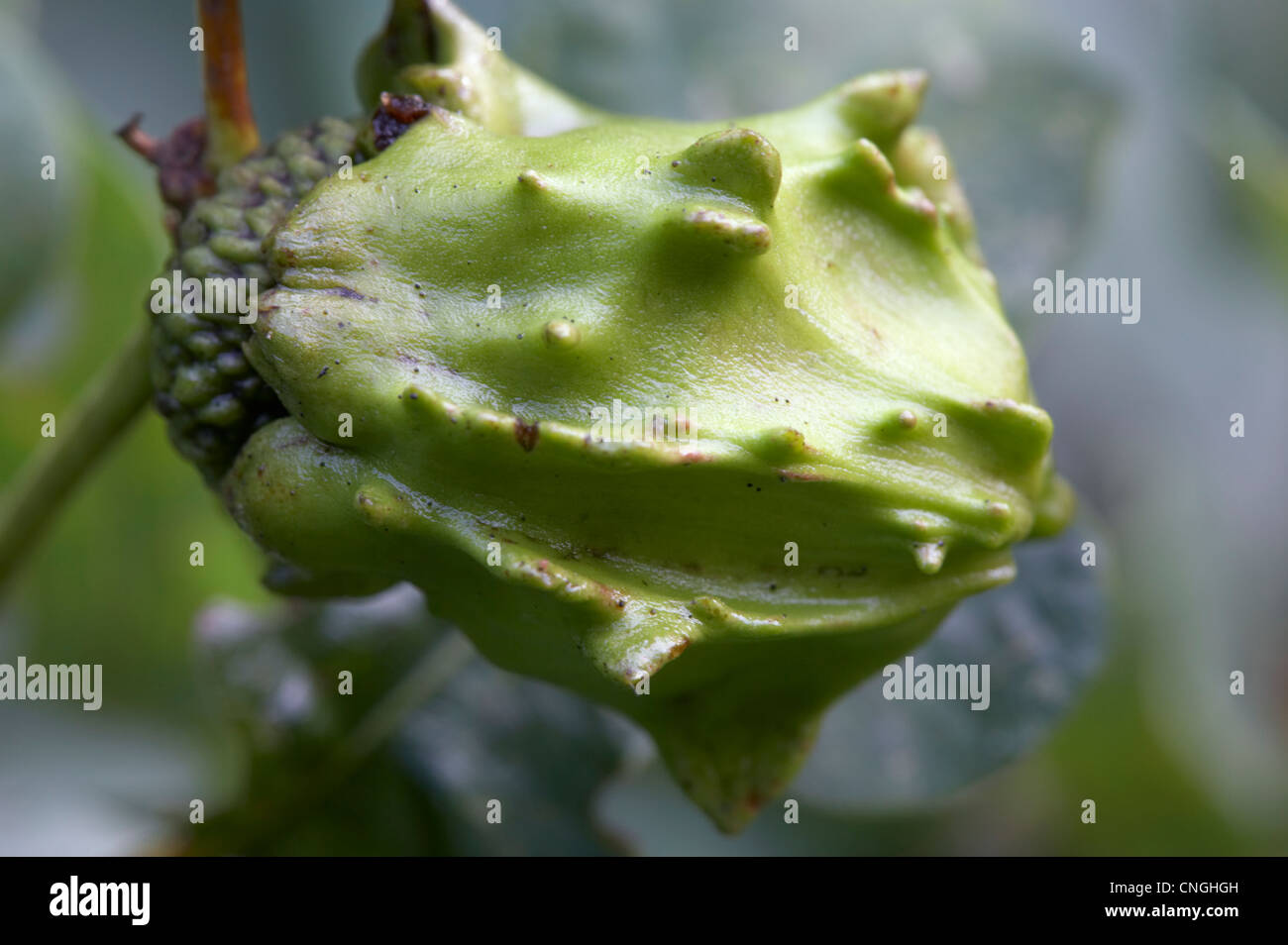 Knopper Gall on English or Pedunculate Oak, Quercus robur acorn ...