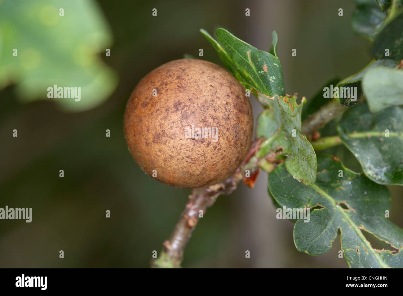 Marble Gall on English or Pedunculate Oak, Quercus roburcauser branch ...