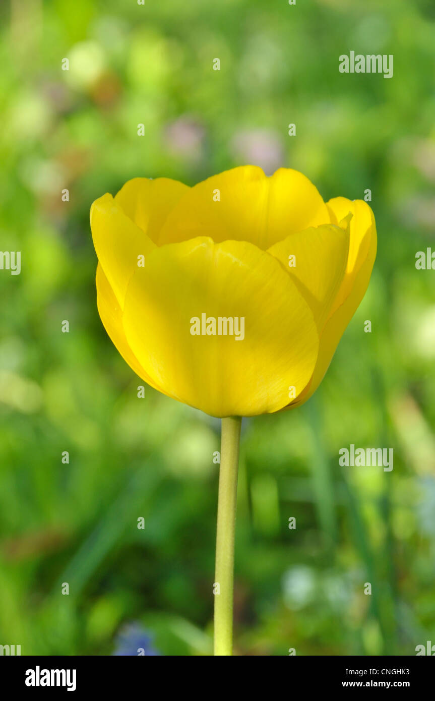 A flower of tulipa, yellow color Stock Photo - Alamy