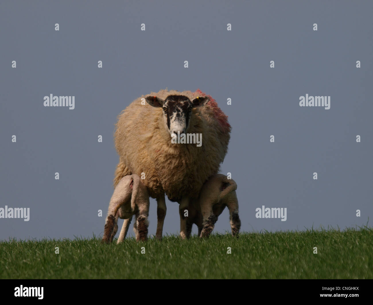 Two sheep mother lamb hi-res stock photography and images - Alamy