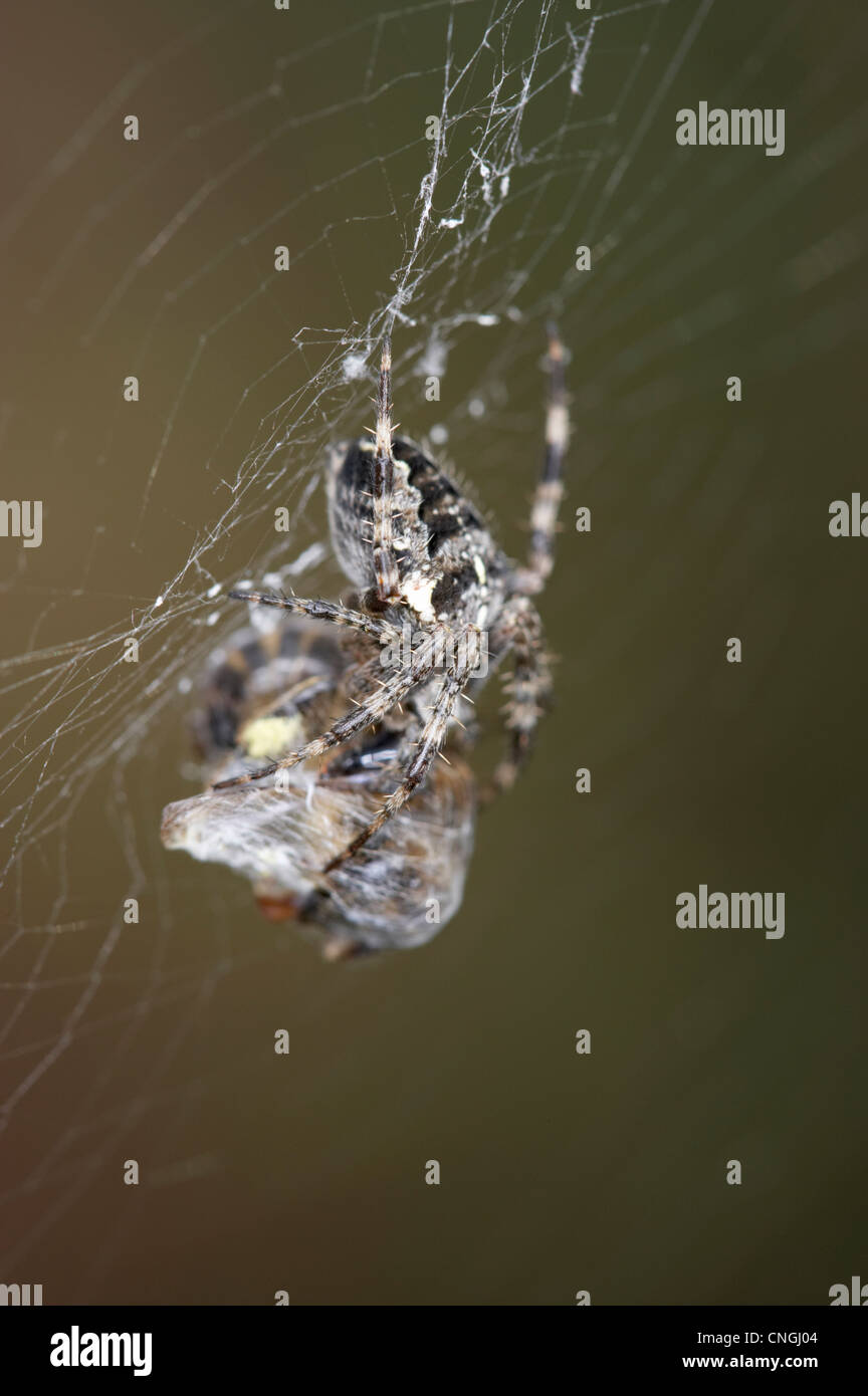 Garden Spider, Araneus diadematus, eating wasp caught in center of web ...