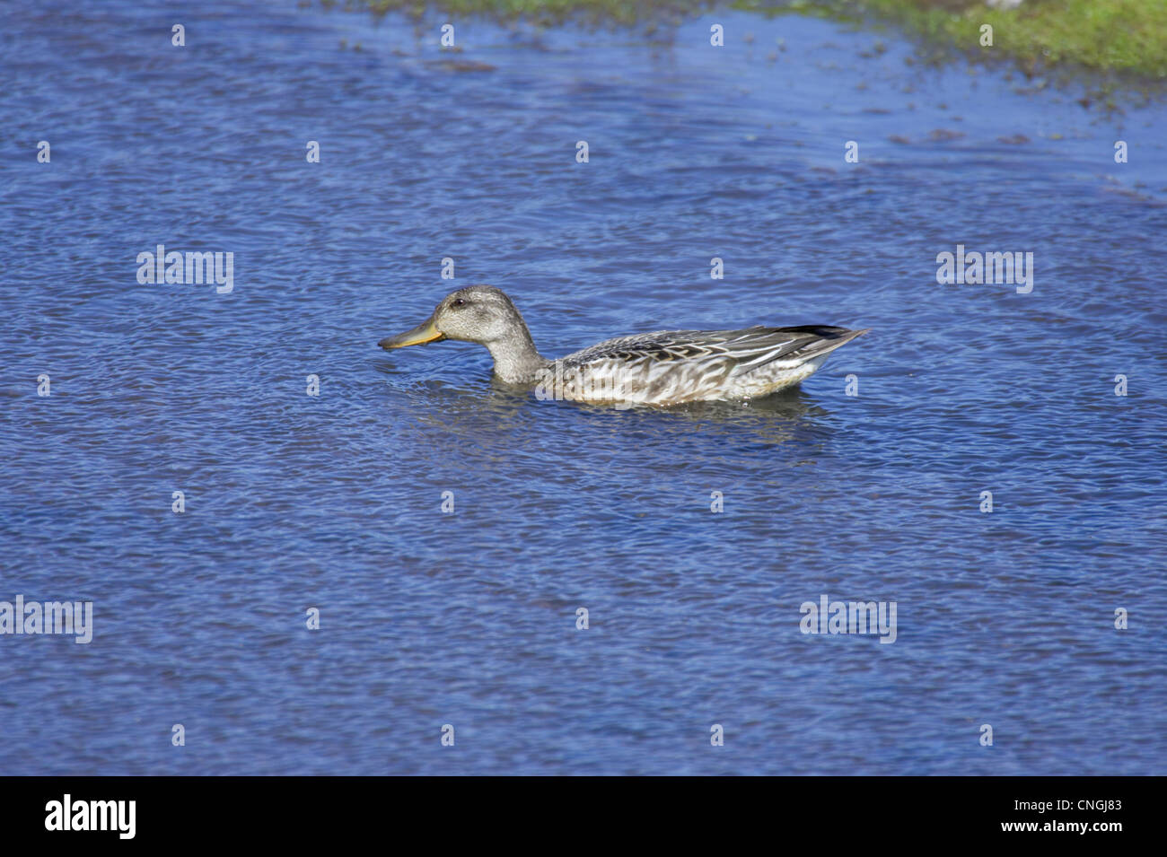 Eclipse male gadwall hi-res stock photography and images - Alamy