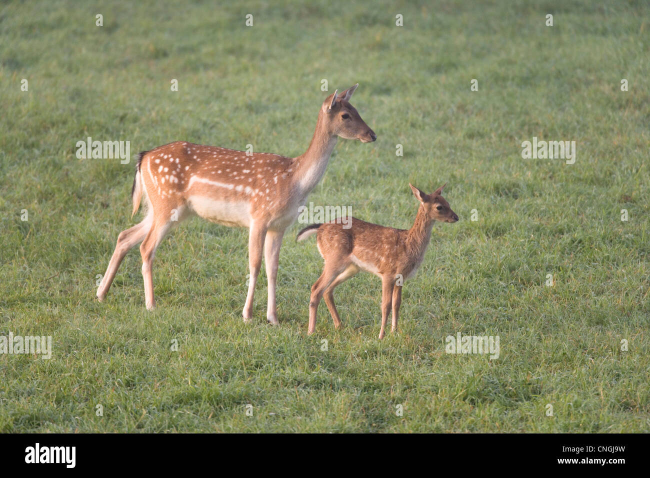 Fallow deer doe and fawn, Dama dama standing in field. Oxfordshire, UK ...