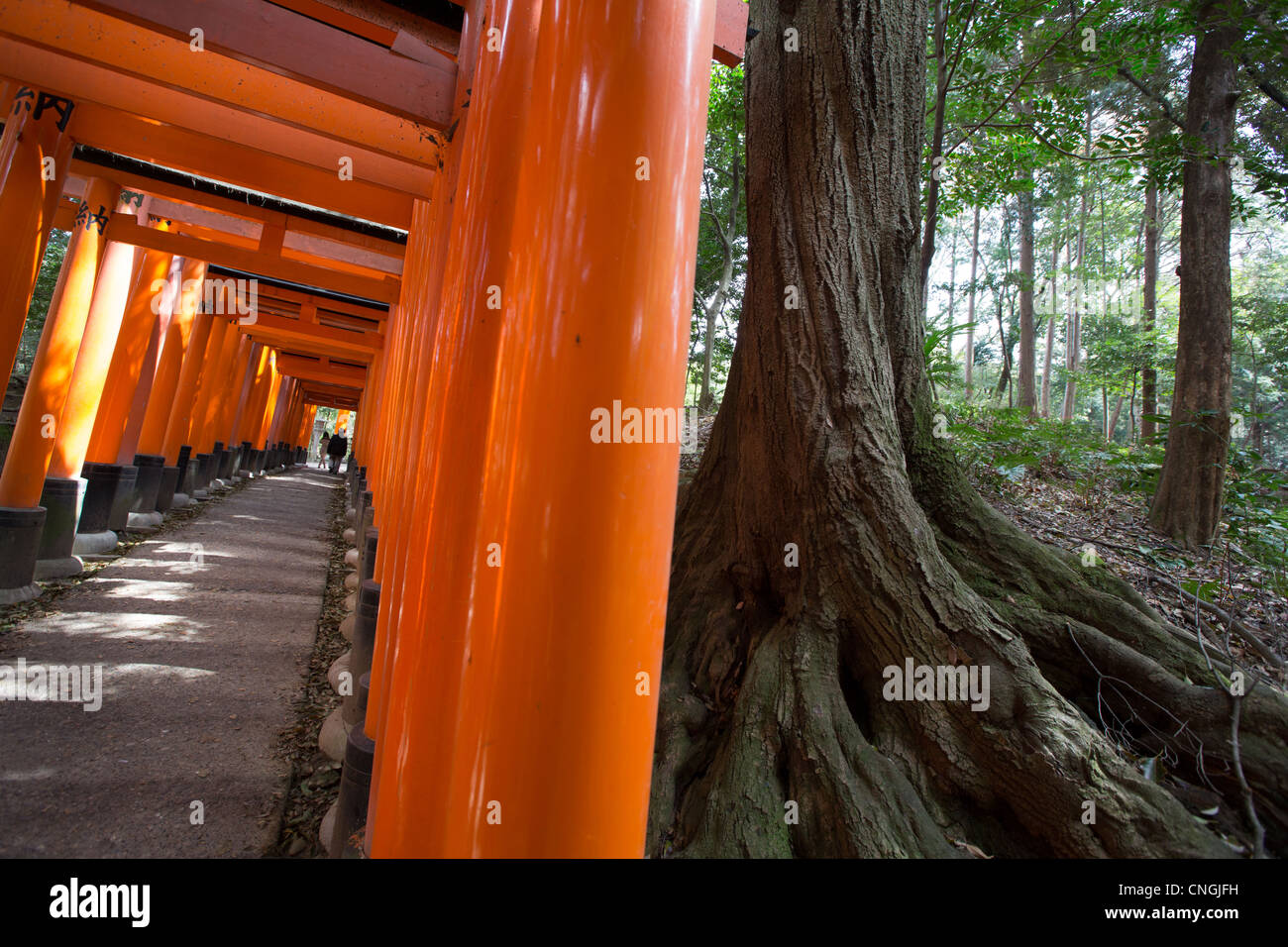 The tunnel and path of red torii gates leading to the Inner Shrine at ...