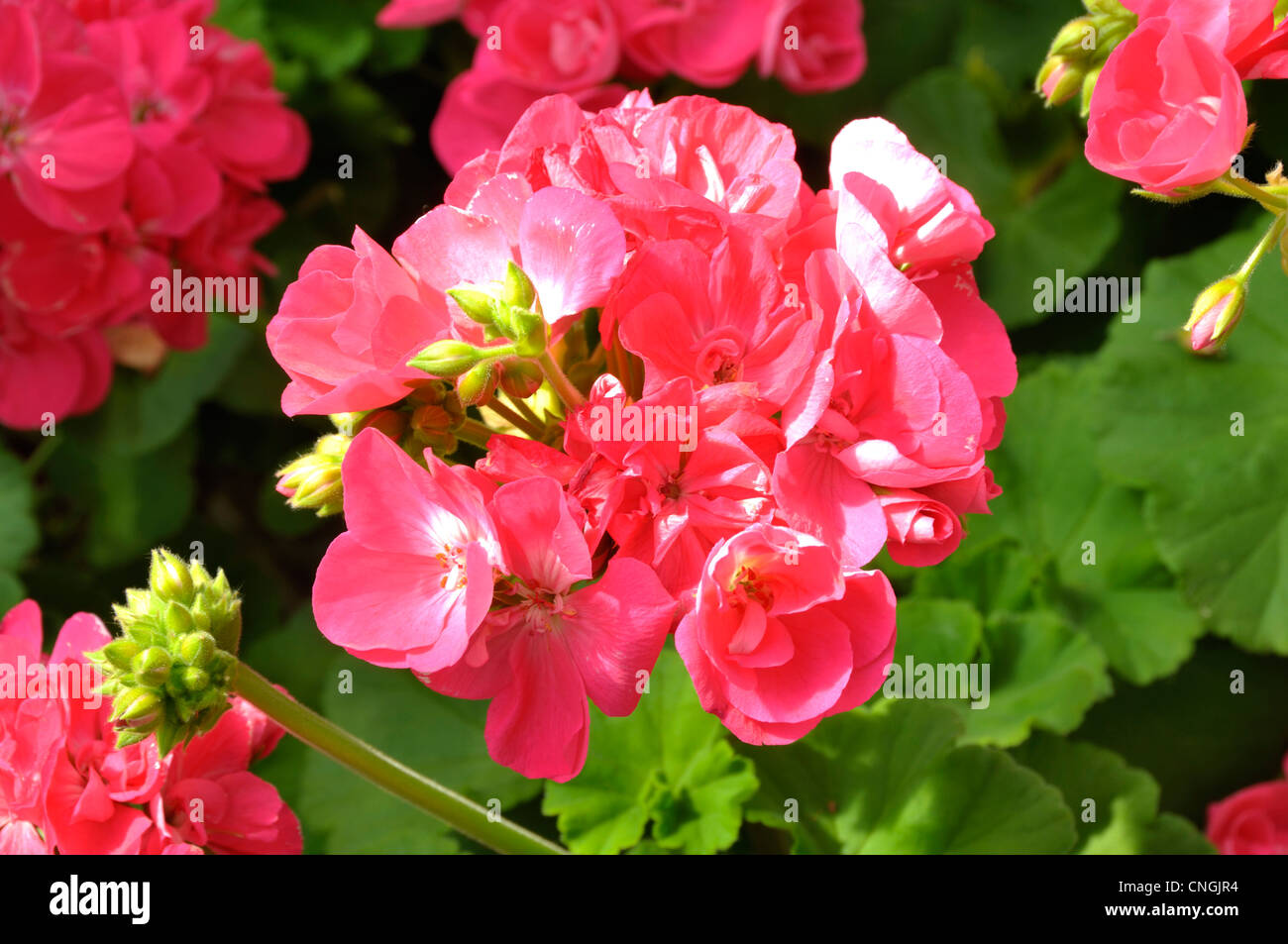 Zonal pelargonium container hi-res stock photography and images - Alamy