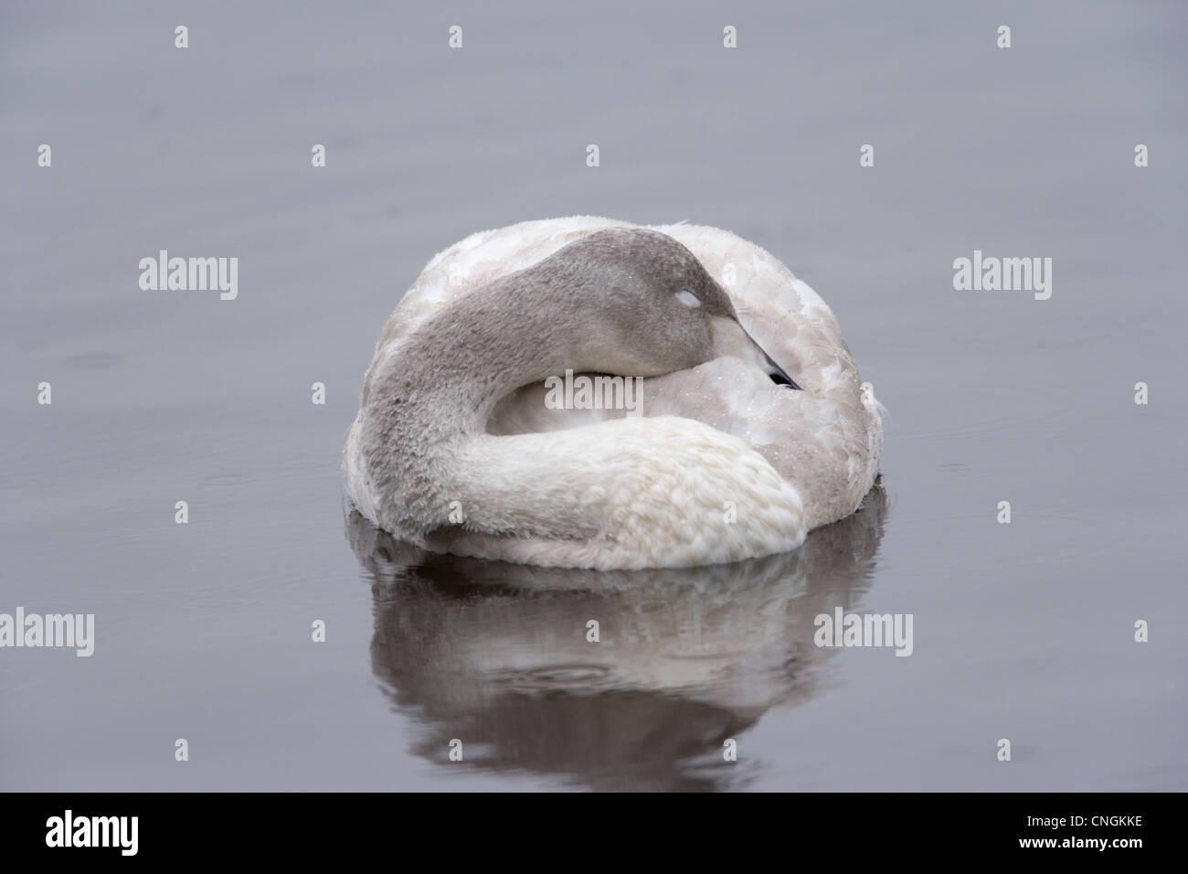 Whooper swan Cygnus cygnus juvenile sleeping. Lancashire, UK Stock ...