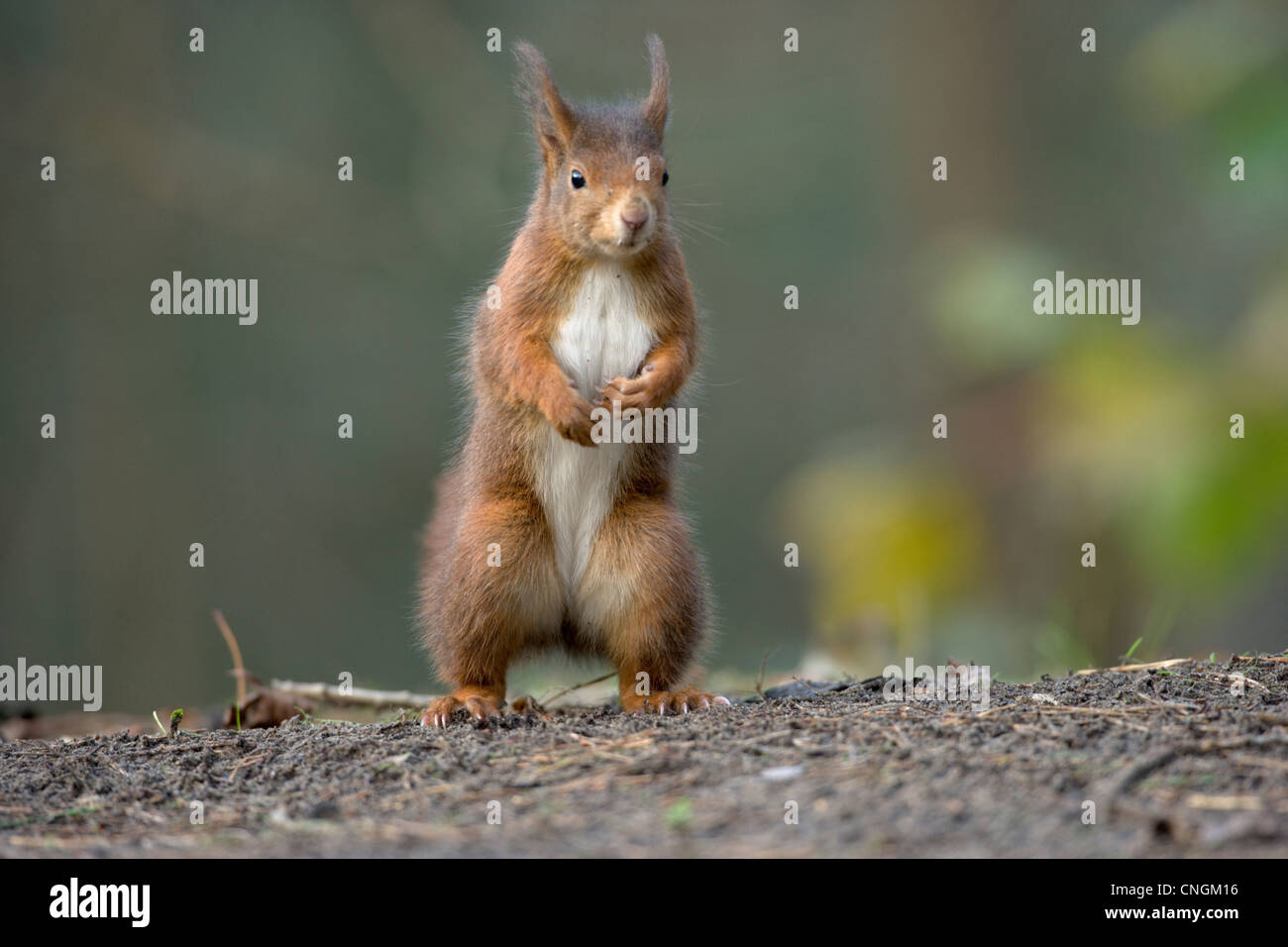 Eurasian Red squirrel Sciurus vulgaris. Lancashire, UK Stock Photo - Alamy