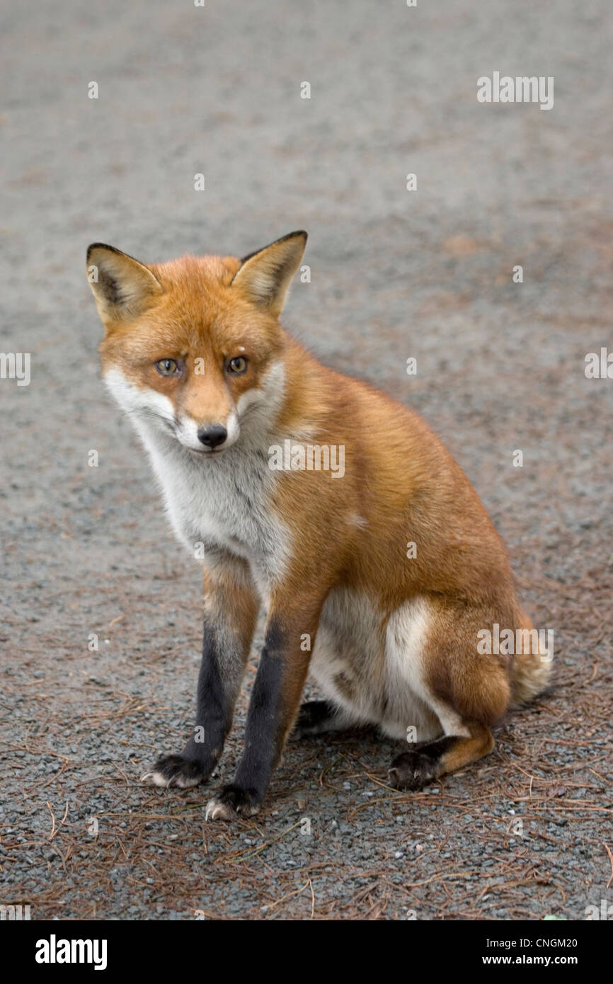 Male fox uk hi-res stock photography and images - Alamy