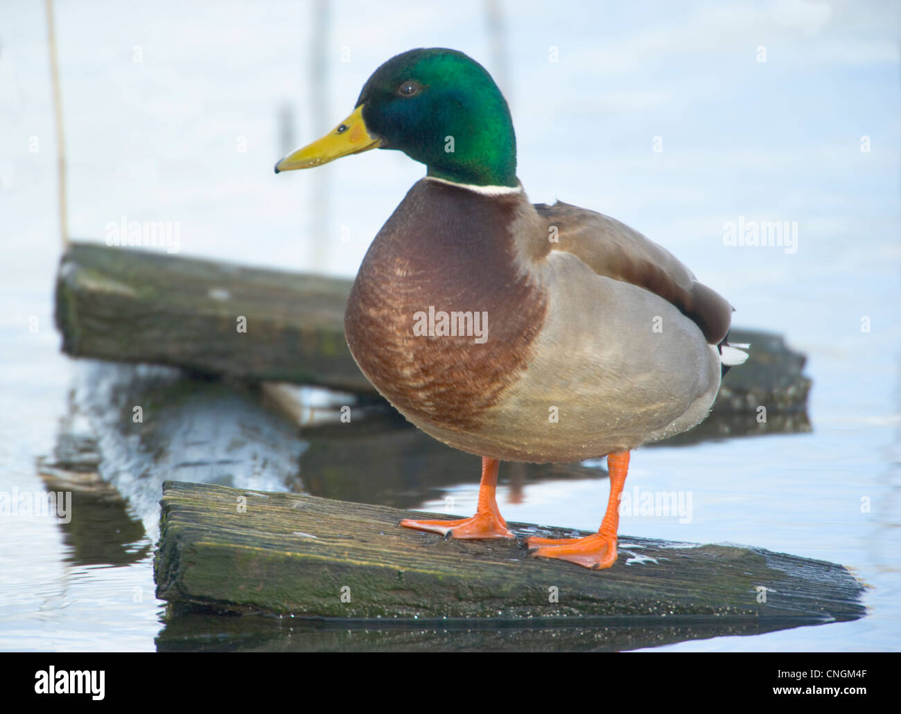 Male Mallard duck Anas platyrhynchos standing on wooden platform ...