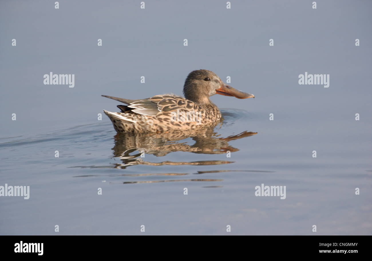 Female Shoveler duck, Anas clypeata swimming. Berkshire, UK Stock Photo ...