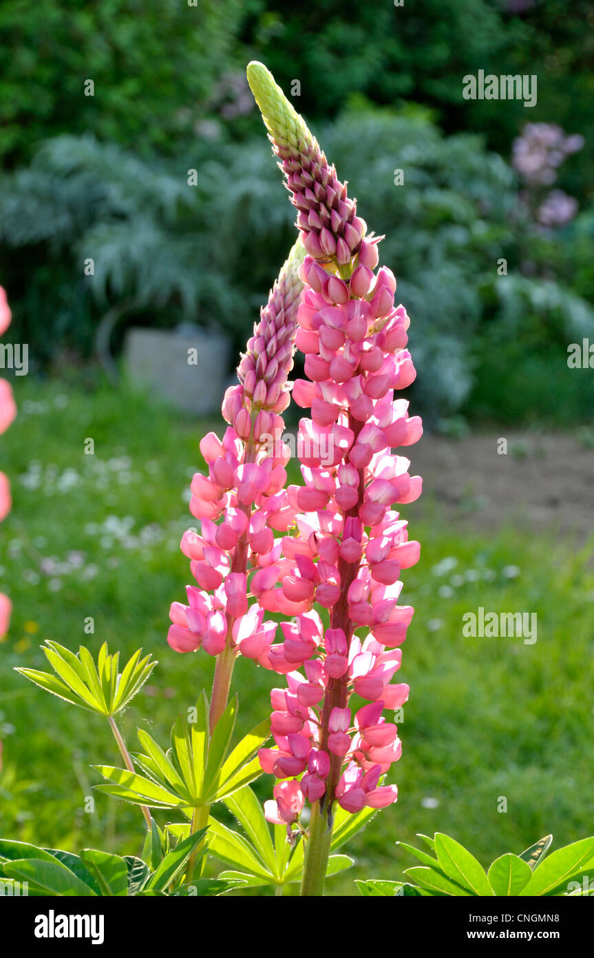 Lupinus russell hybrid hi-res stock photography and images - Alamy