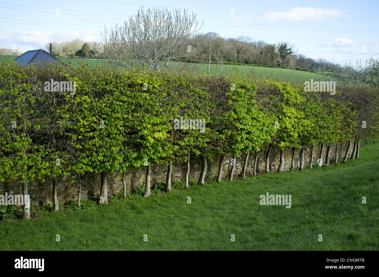 Stilted hedge hi-res stock photography and images - Alamy