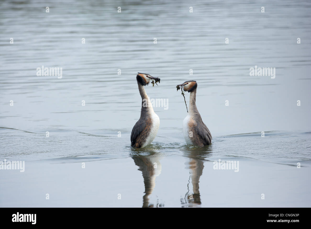 Pair of Great Crested Grebe Podiceps cristatus performing courtship ...