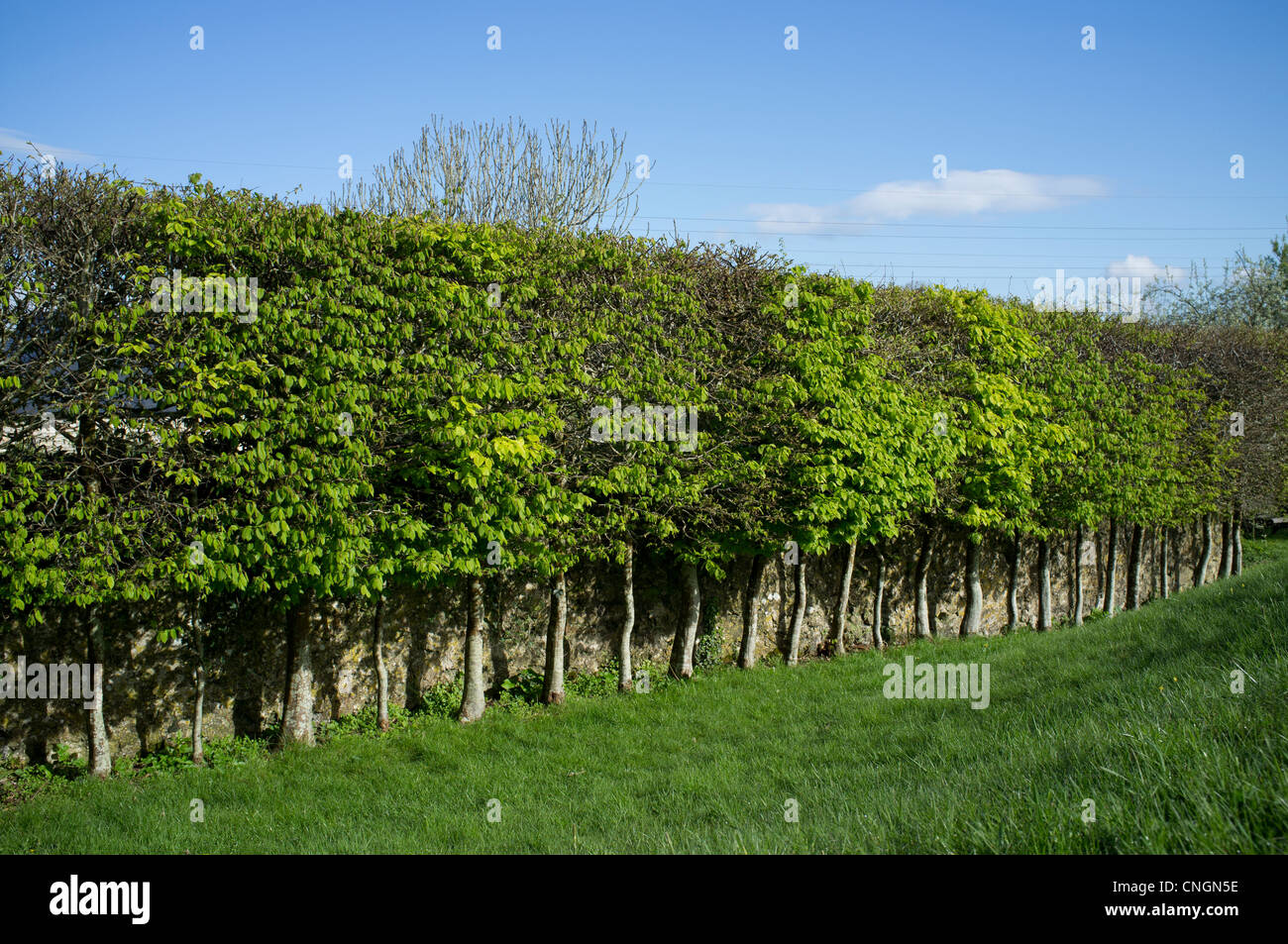Hornbeam hedge hi-res stock photography and images - Alamy