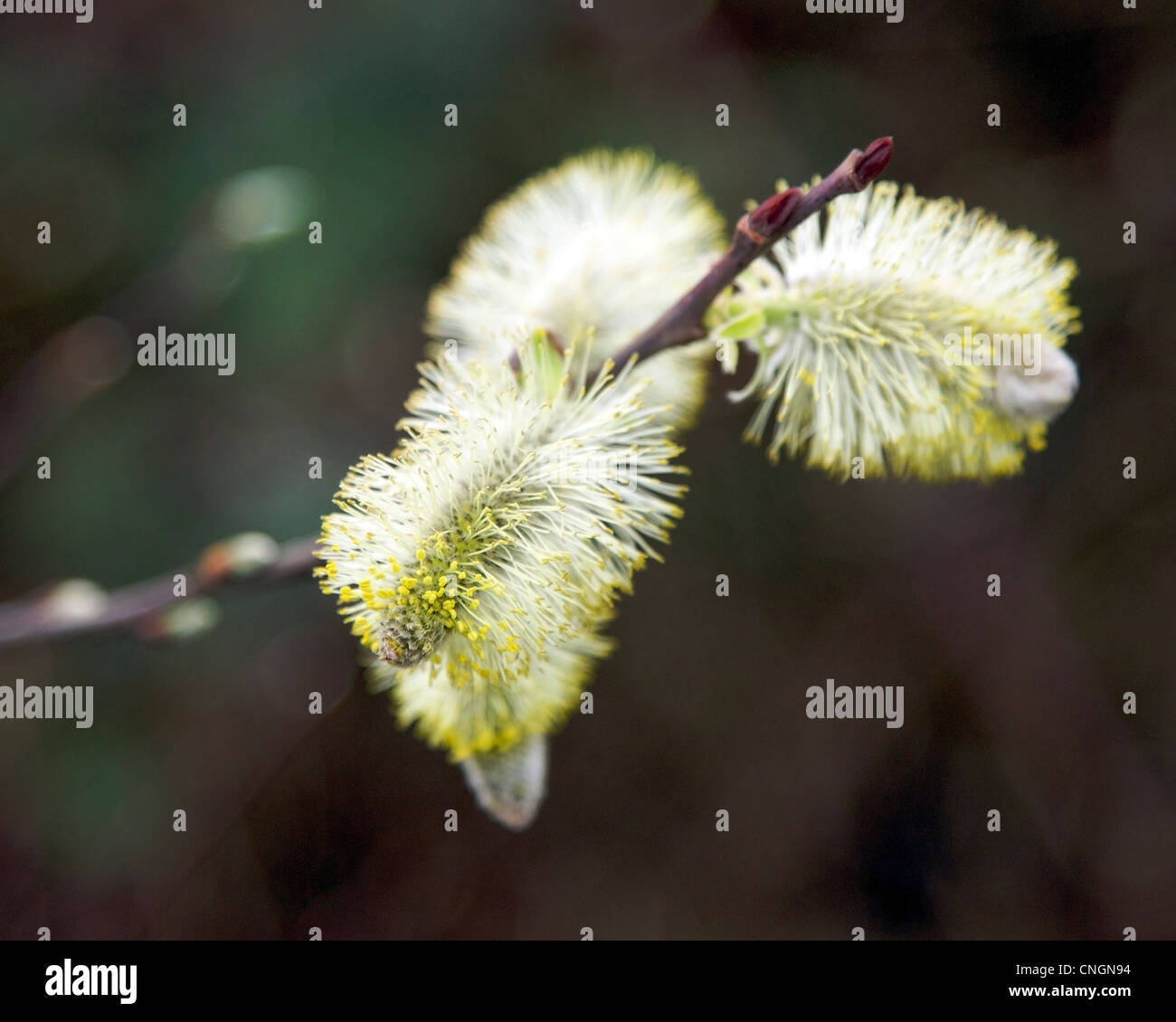 early flowering willow Stock Photo - Alamy