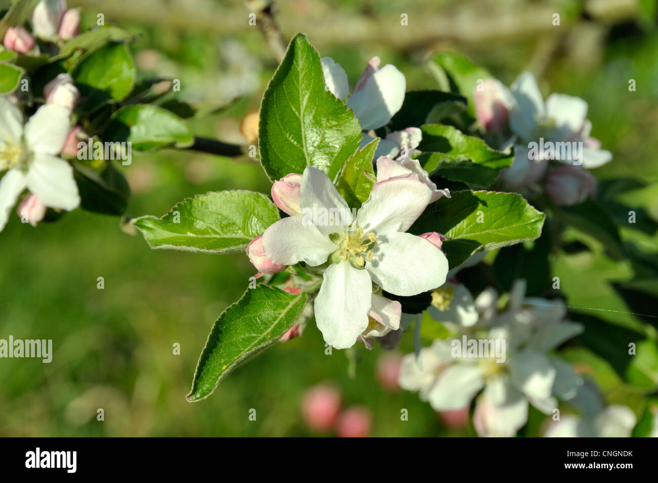 Flower of apple tree in a garden at spring Stock Photo - Alamy