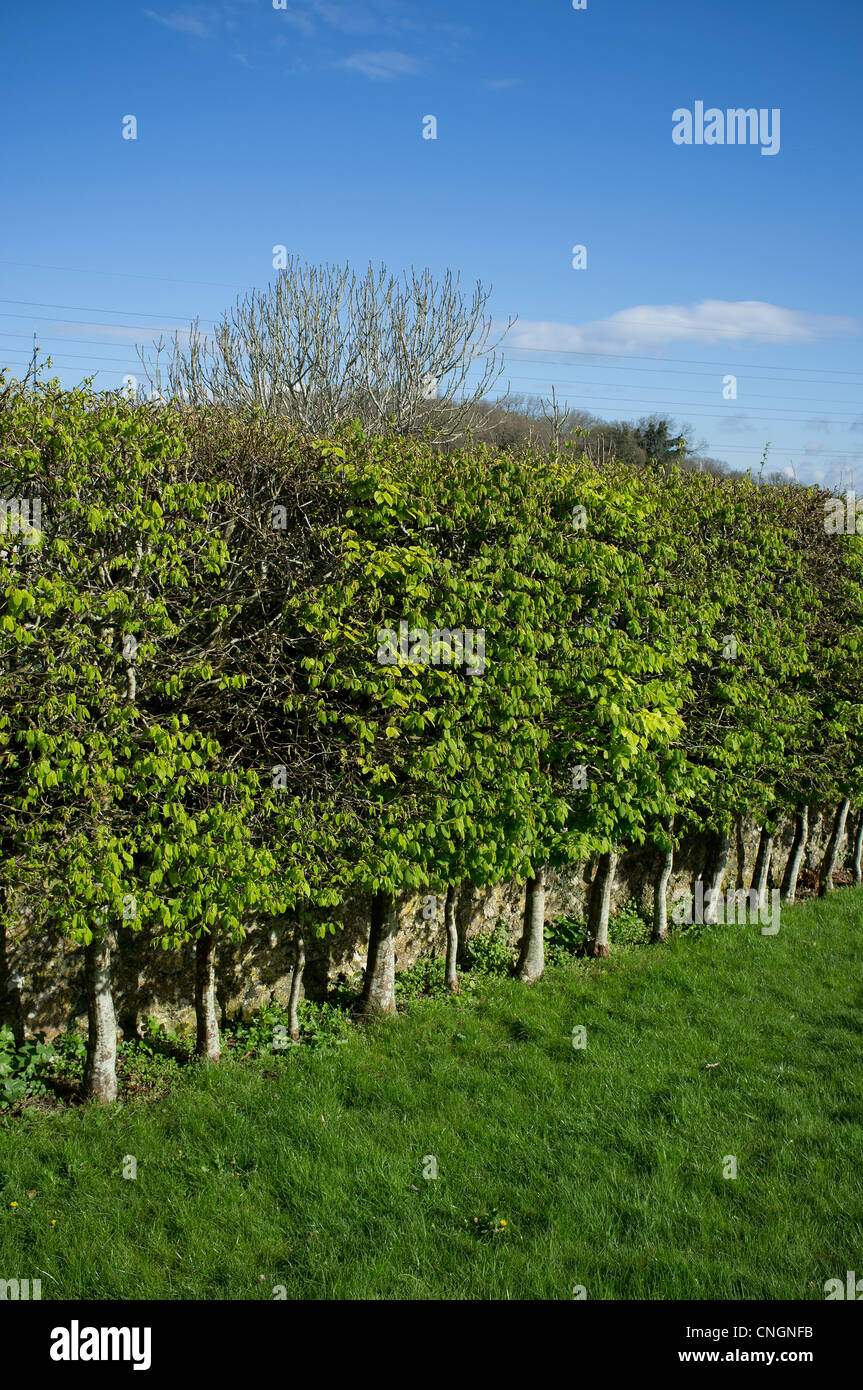 Stilted hornbeam hedge forms a barrier between neighbours gardens Stock ...