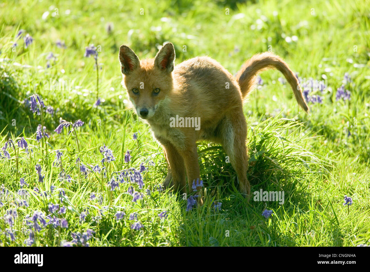 Female Red Fox Vulpes vulpes urinating. Oxfordshire, UK Stock Photo - Alamy