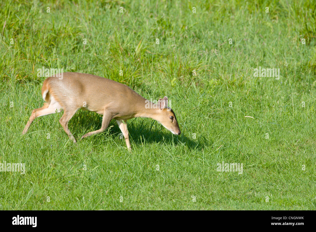 Female Reeves’ or Muntjac deer also know as Chinese deer Muntiacus ...