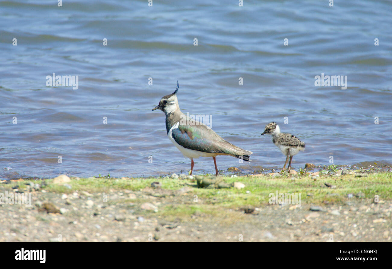 Female Lapwing Vanellus vanellus and young chick standing at waters ...