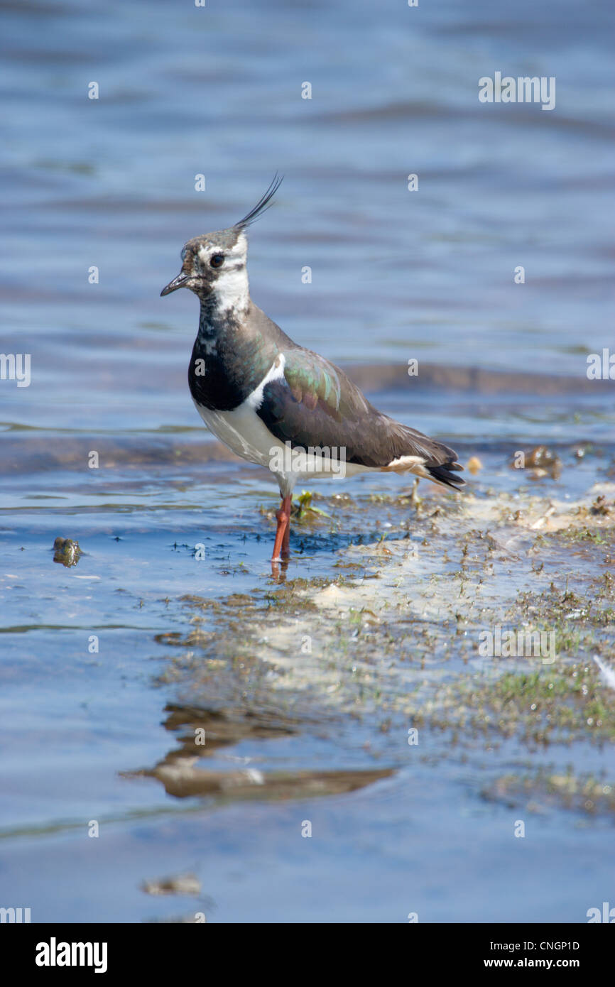 Lapwing female hi-res stock photography and images - Alamy