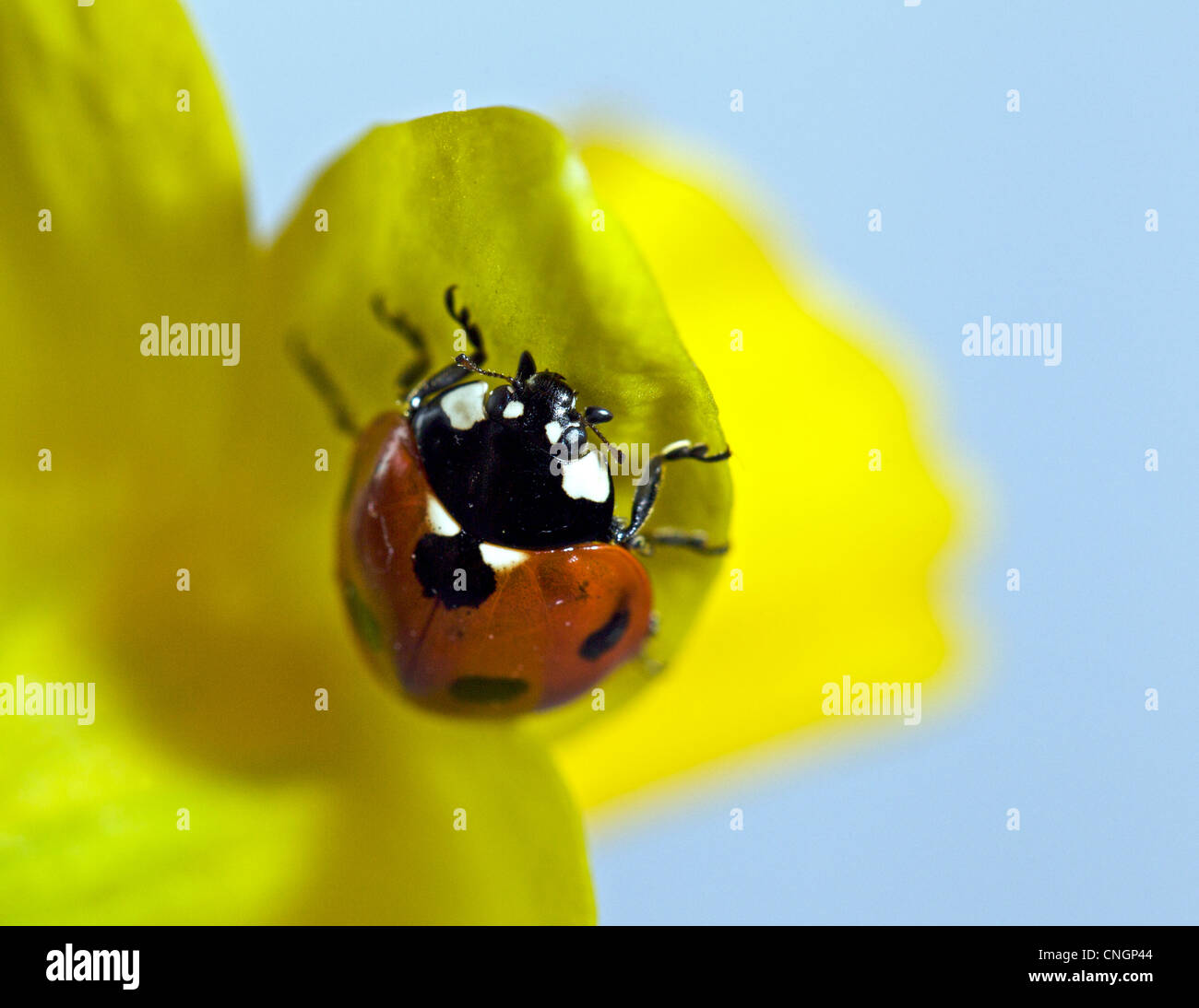 seven spot ladybird Stock Photo - Alamy