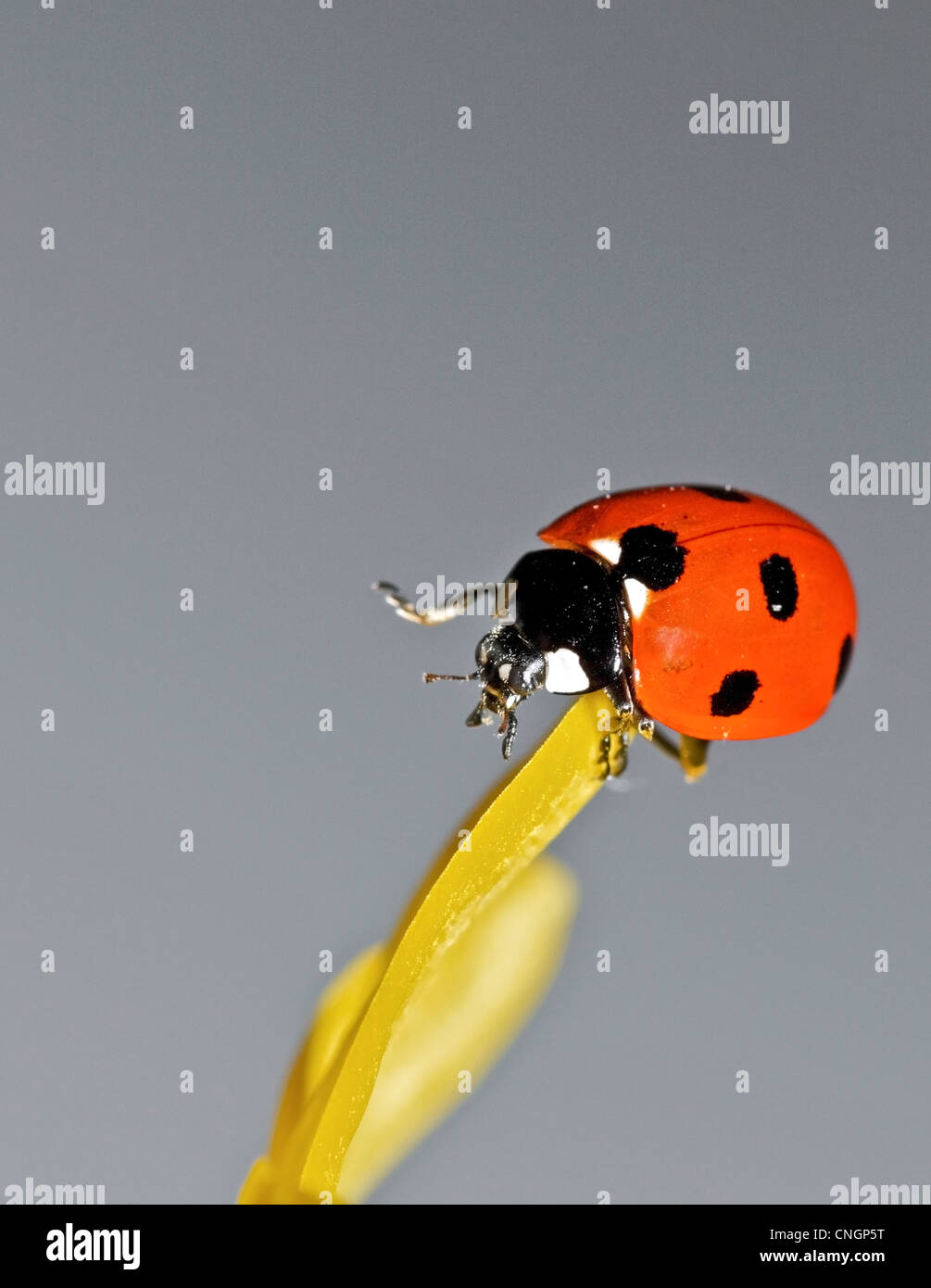 seven spot ladybird Stock Photo - Alamy