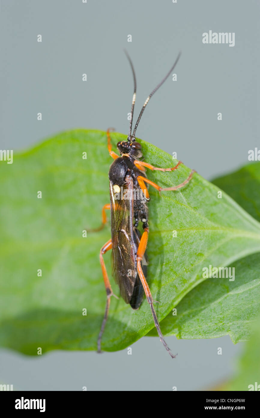 Ichneumon Fly Ichneumon suspiciosus on leaf, UK Stock Photo - Alamy