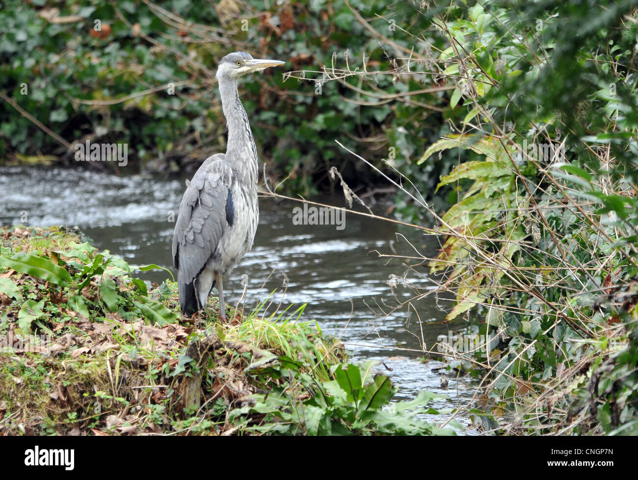 River test on test hi-res stock photography and images - Alamy