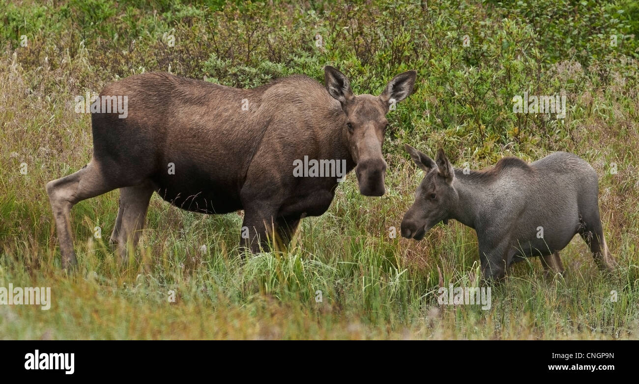 Moose cow and calf (Alces alces) Denali Nat'l Park, Alaska Stock Photo ...