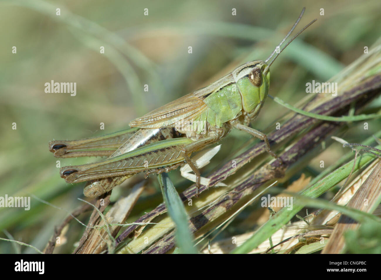 Meadow Grasshopper Chorthippus parallelus, UK Stock Photo - Alamy
